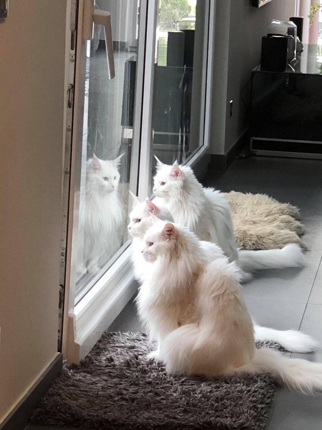 Poo Poo Pee Do - Chaton Maine coon Meuse | Oupsfamily