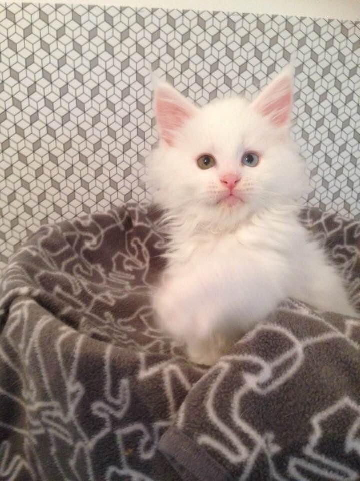 Poo Poo Pee Do - Chaton Maine coon Meuse | Oupsfamily