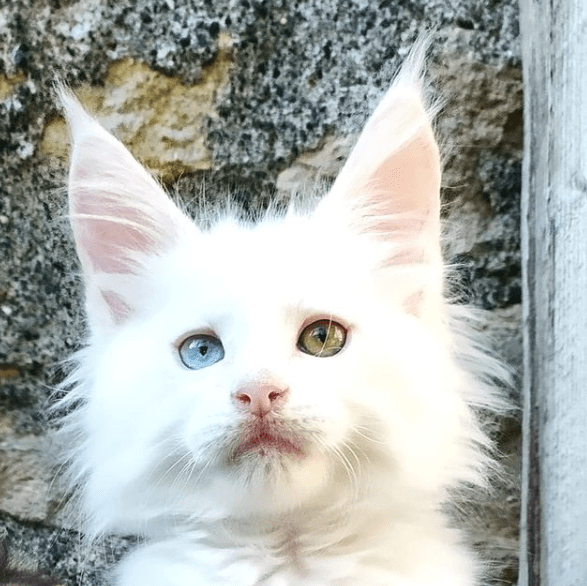 Chat Maine Coon Blanc