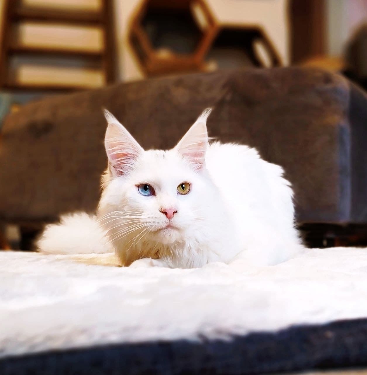 Chat Maine Coon Blanc