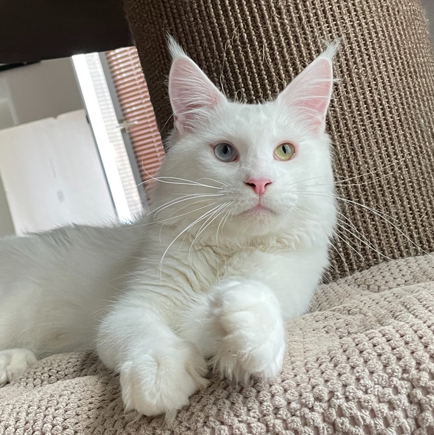 Chat Maine Coon Blanc